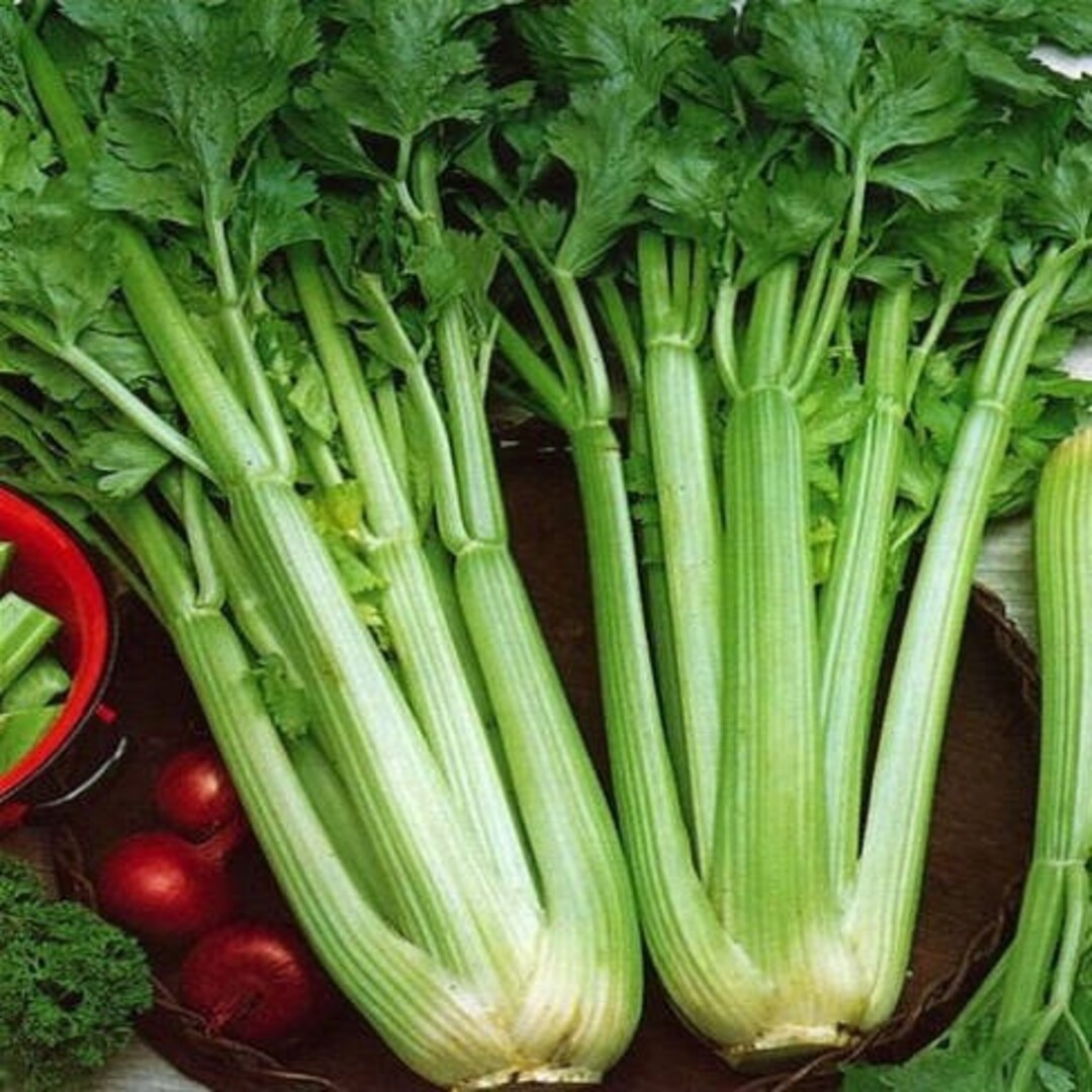 Tall Utah 52-70 Celery - 50 Seeds - Etsy