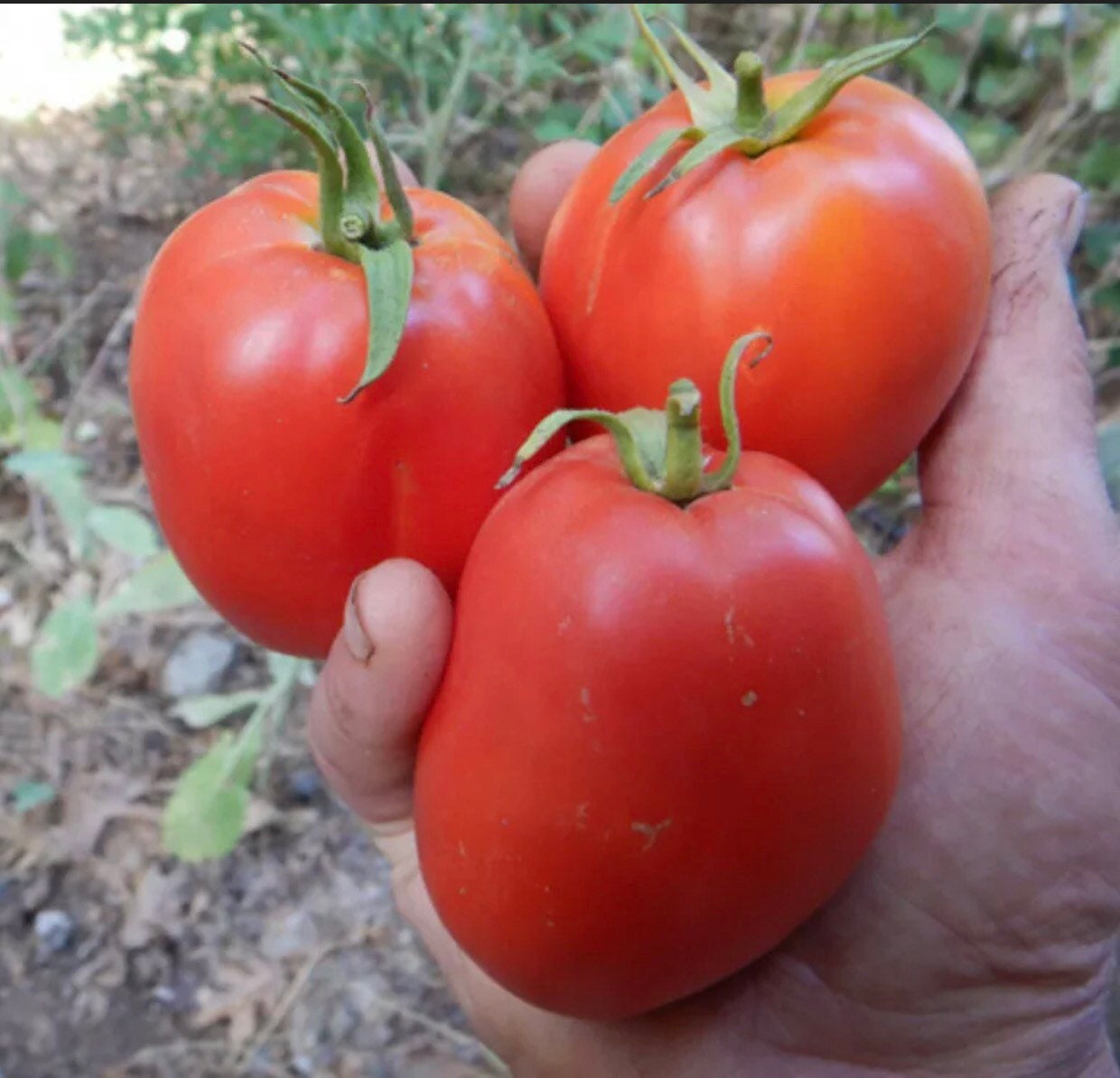 Large Amish Paste Tomato Heirloom Organic 20 Seeds - Etsy 日本