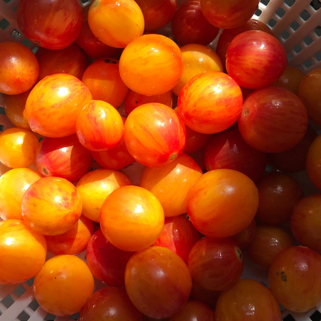 Sunrise Bumblebee Tomato - 20 Seeds - Etsy