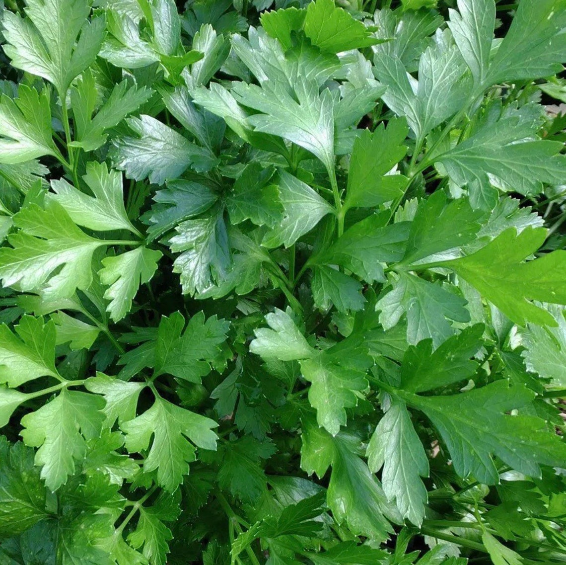 Italian Giant Parsley - 50 Seeds - Etsy