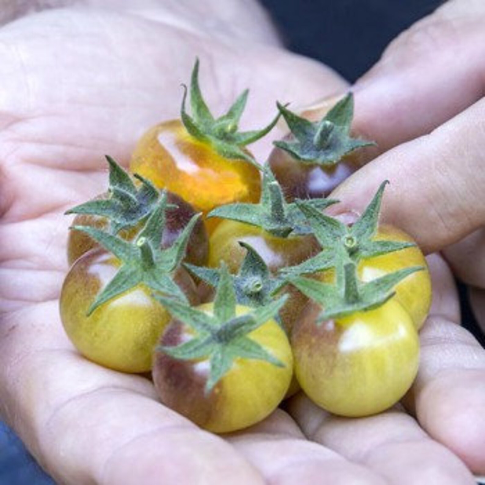 Blue Cream Berries Cherry Tomato - Heirloom - Organic - 20 Seeds - Etsy
