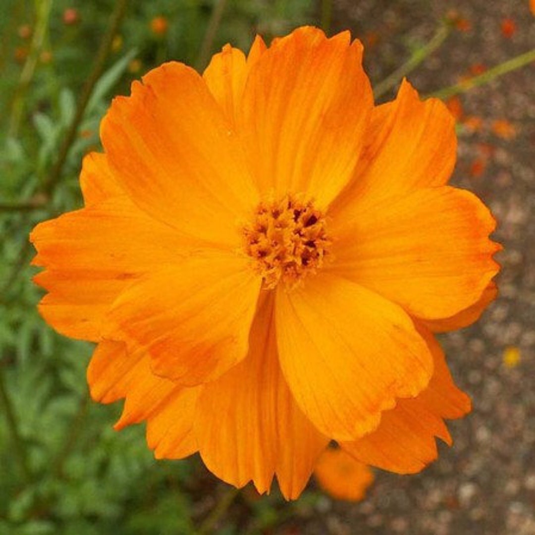 Tall Orange Sulphur Cosmos - 40” - Annual - 20 Seeds - Etsy