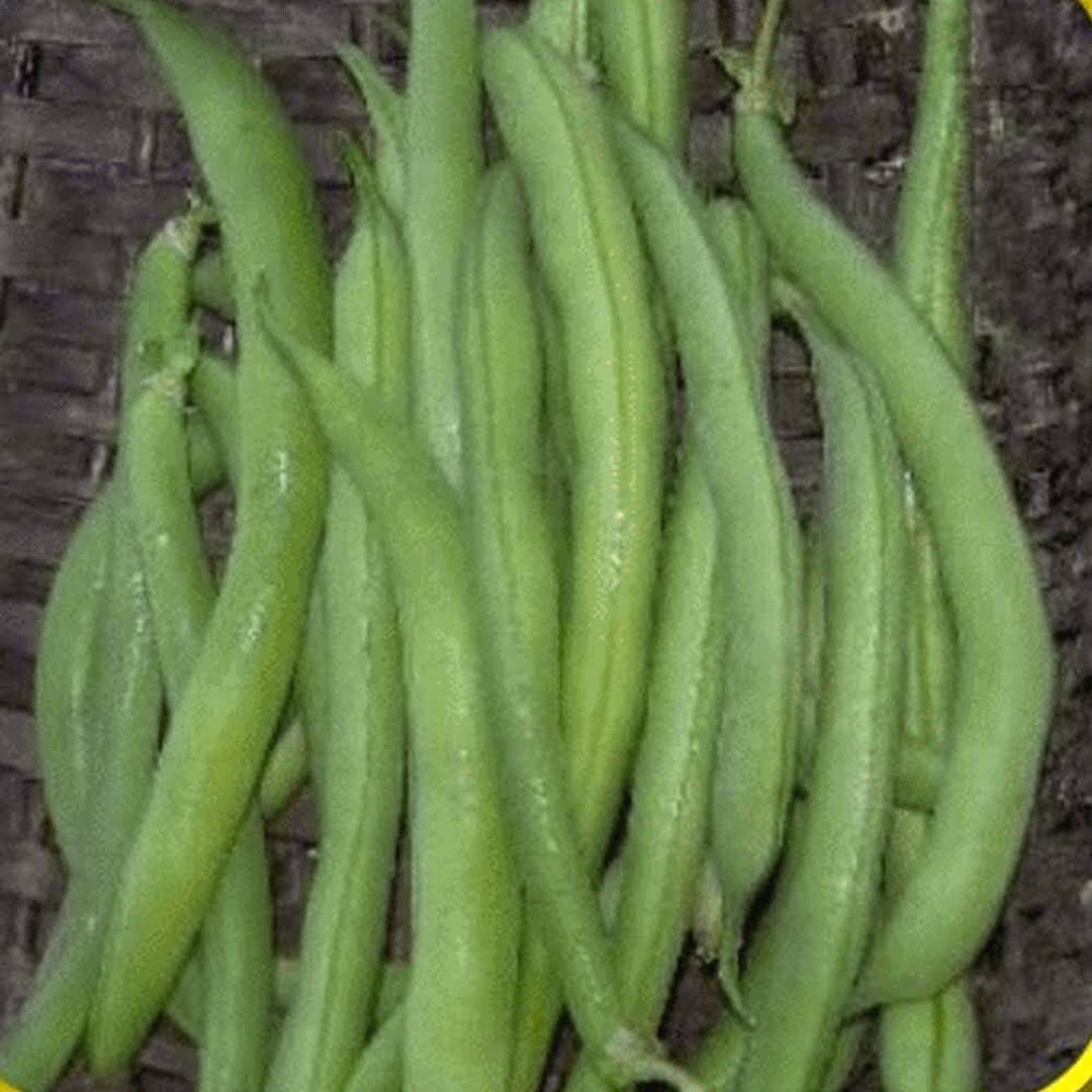 Tendergreen Improved Green Bush Bean - 20 Seeds - Etsy