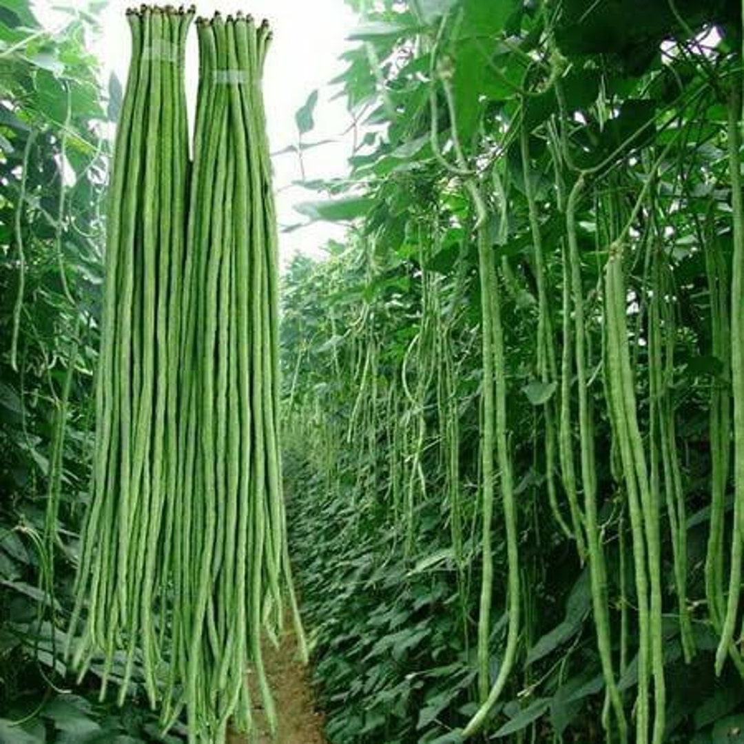 Taiwan Yard Long Beans - 20 Seeds - Etsy