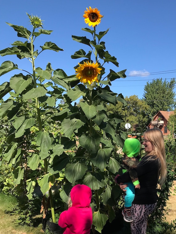 Titan Sunflower Super Tall Giant 14-16 Blooms 20 Seeds | Etsy