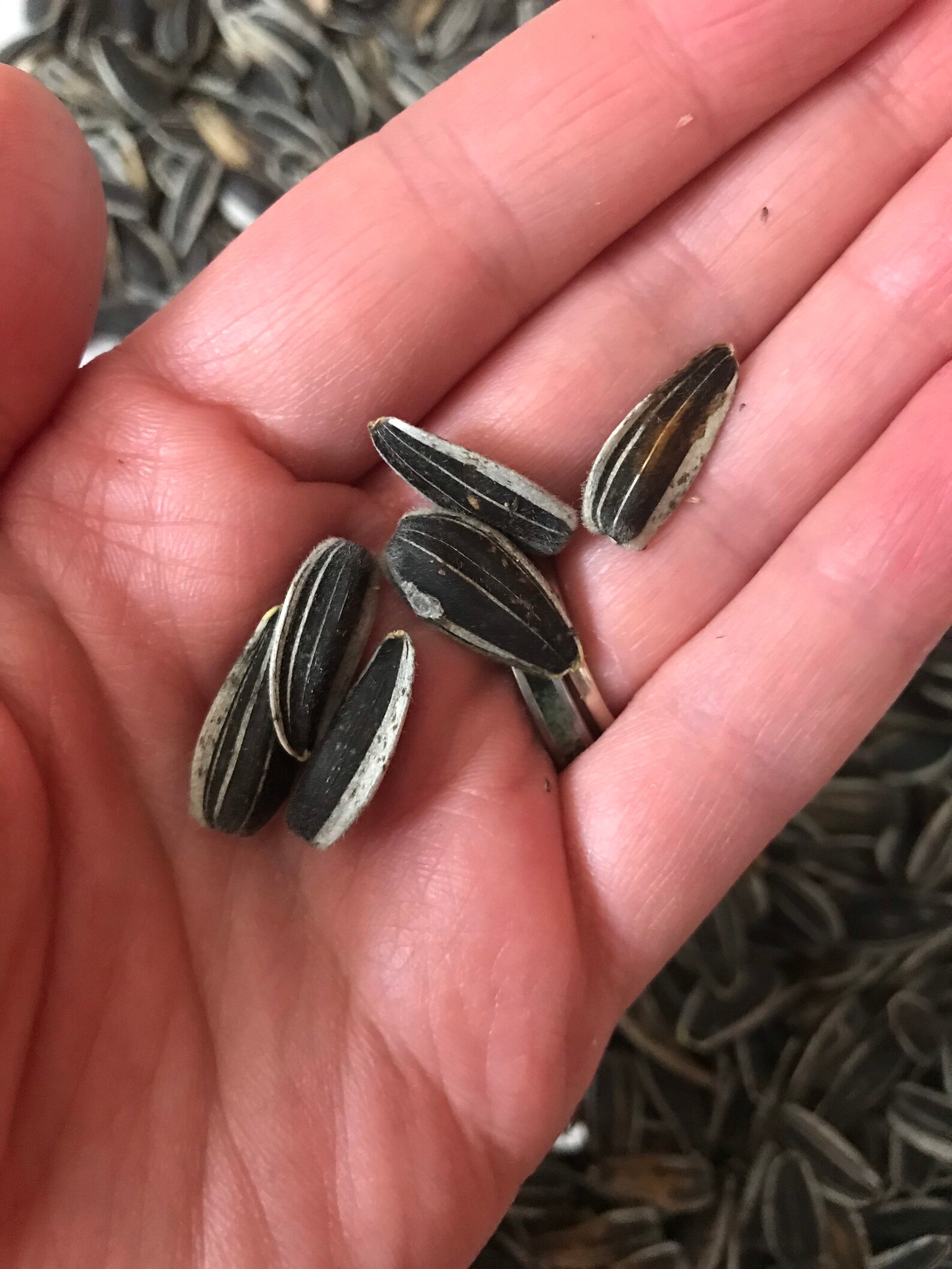 Sunzilla Sunflower Tall Giant 12 Blooms 20 Seeds - Etsy