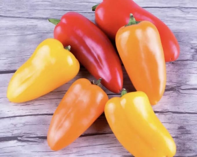 Lunchbox Sweet Pepper - Organic - Heirloom - 20 Seeds - Etsy