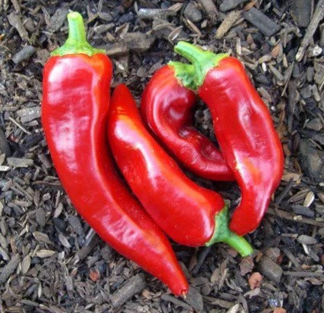 Marconi Red Sweet Pepper - 20 Seeds - Etsy
