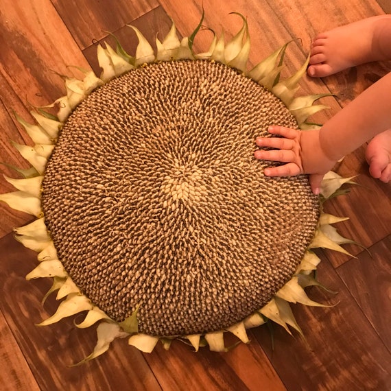 Mammoth Grey Stripe Massive Sunflower Tall 16-18 Blooms - Etsy