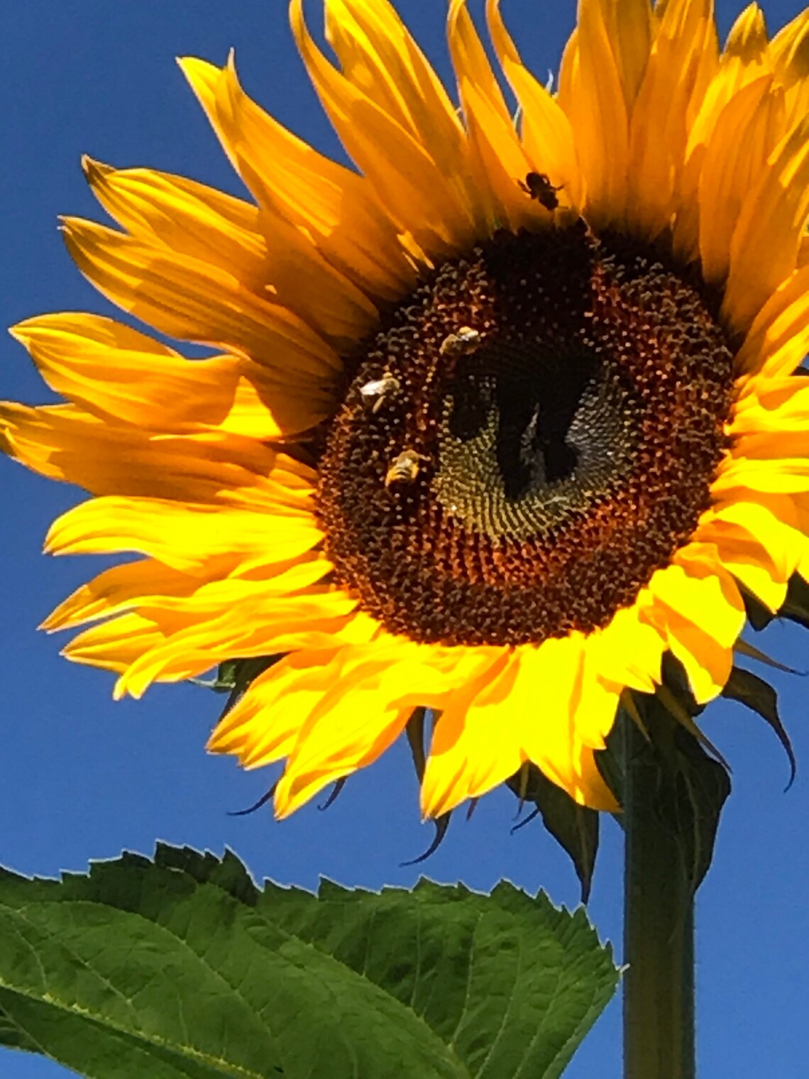 Titan Sunflower Super Tall Giant 14-16 Blooms 20 Seeds | Etsy