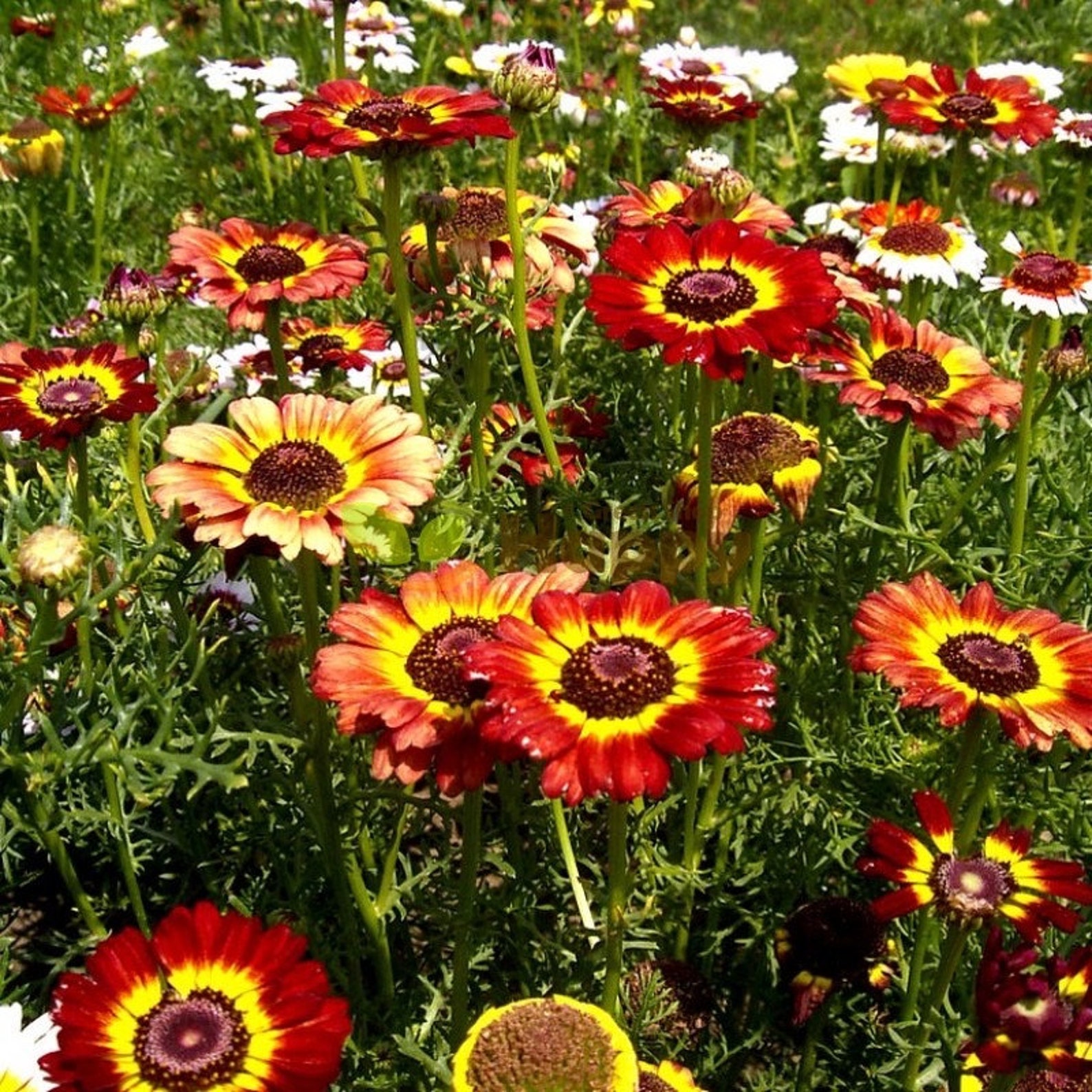 Painted Daisy - Annual - 100 Seeds - Etsy
