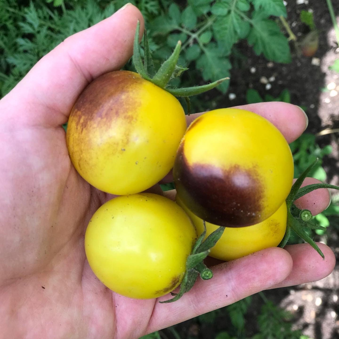 Bosque Blue Bumblebee Tomato - Organic - 20 Seeds - Etsy