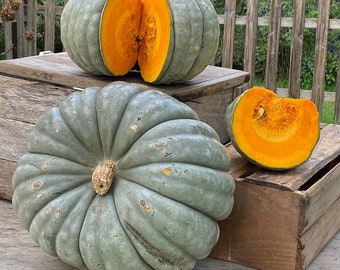 Silver Edge Pumpkin Seeds - Etsy