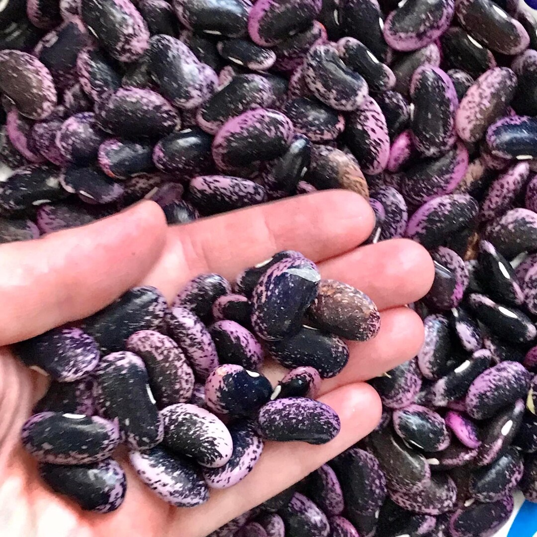 Sunset Runner Bean - 10 Seeds - Etsy