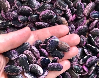 Sunset Runner Bean - Etsy