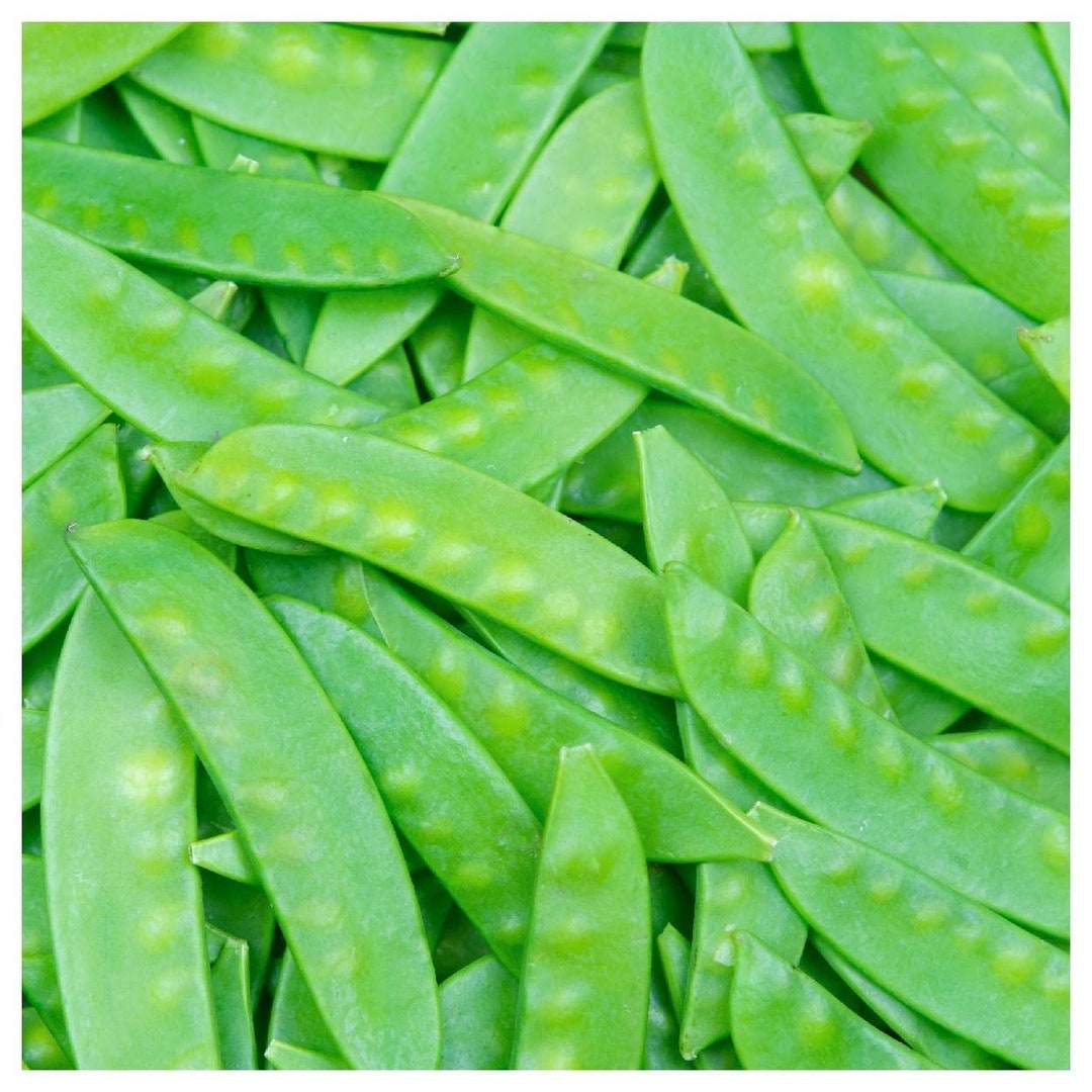 Mammoth Melting Sugar Pod - Heirloom Snow Pea - 20 Seeds - Etsy