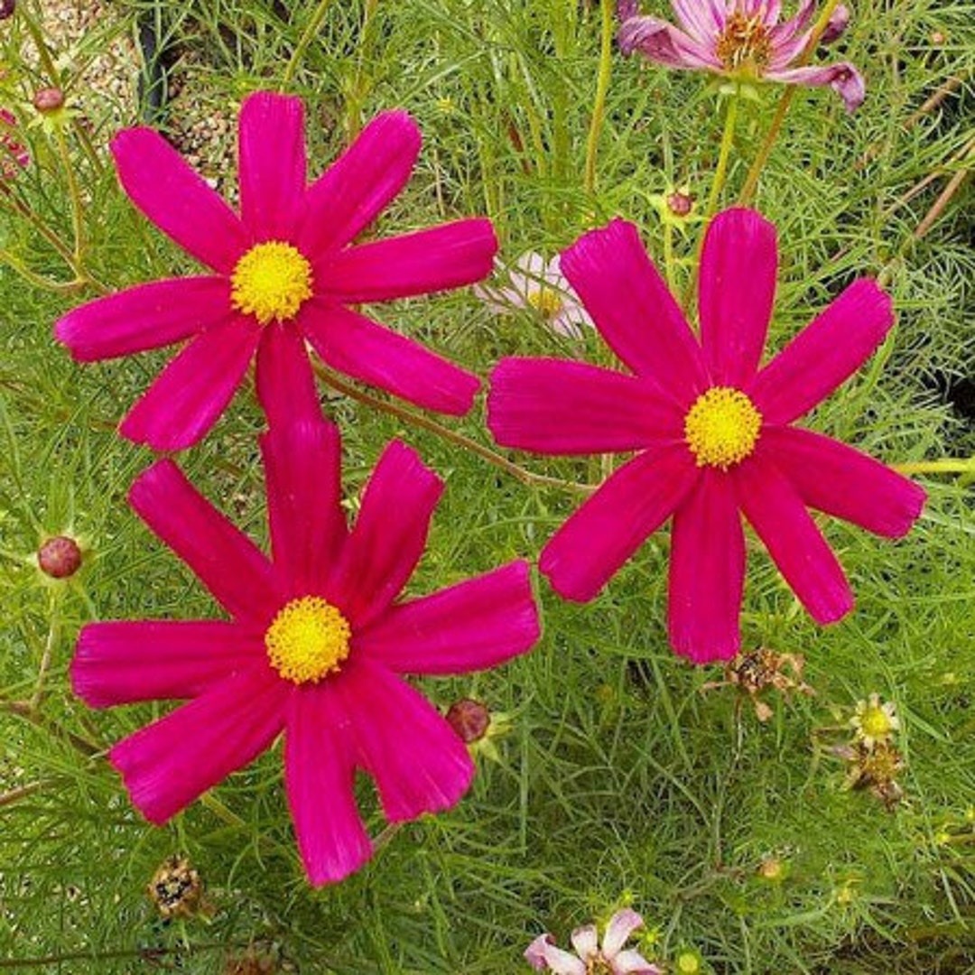 Dazzler Cosmos - 48” - Annual - 50 Seeds - Etsy