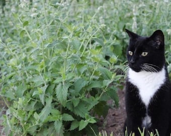 Faassen's Catnip Seeds nepeta X Faassenii Packet of 30 - Etsy