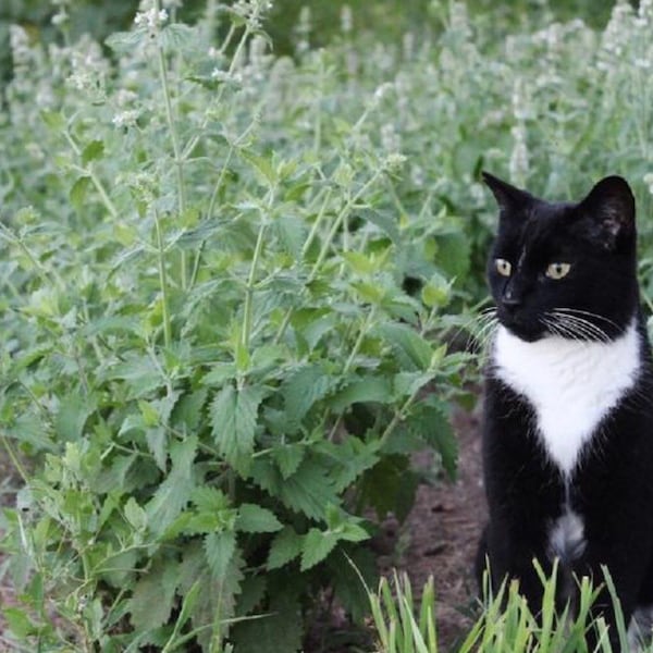 Catnip Seeds - Etsy