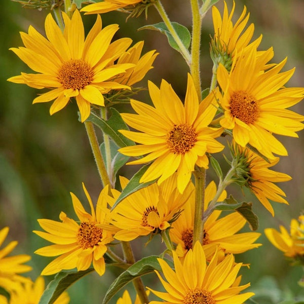 Prairie Sunflower Seeds - Etsy