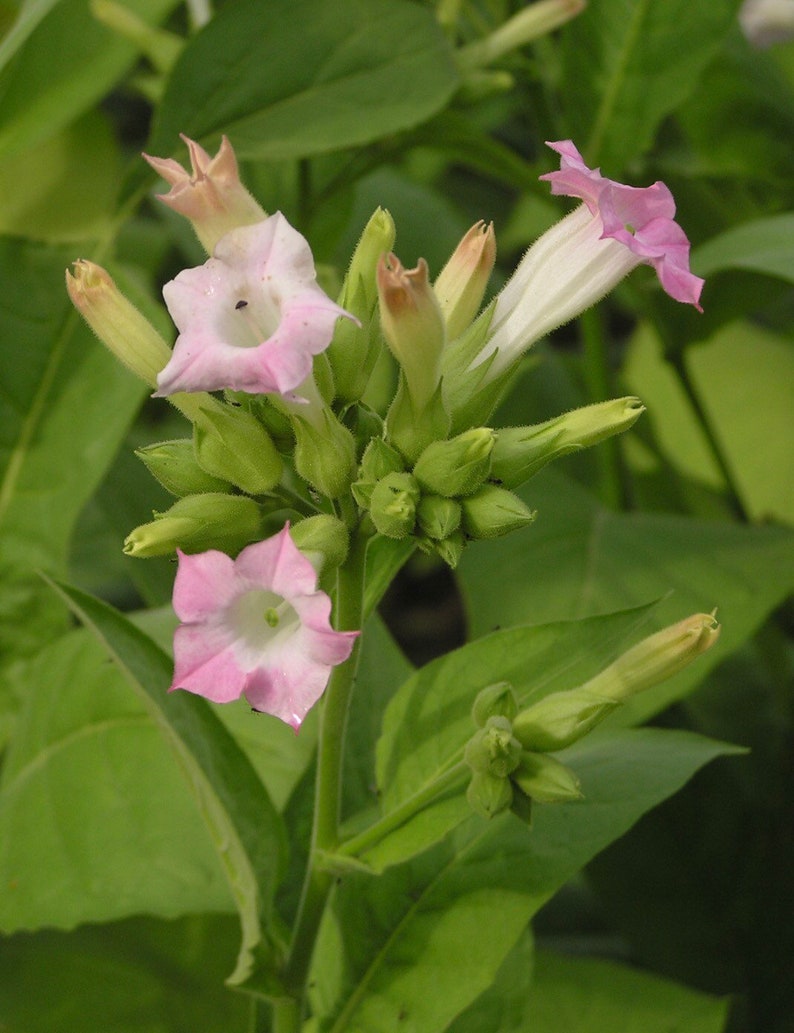 Golden Burley Tobacco - Organic - Unique Flowers - Heavy Producer - 500 ...