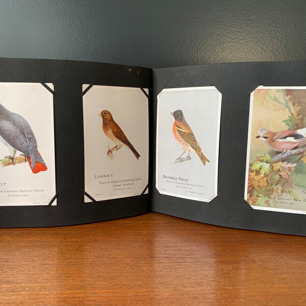 Bird Postcards - Etsy