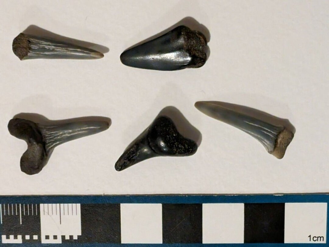 Jurassic Shark Teeth - Etsy
