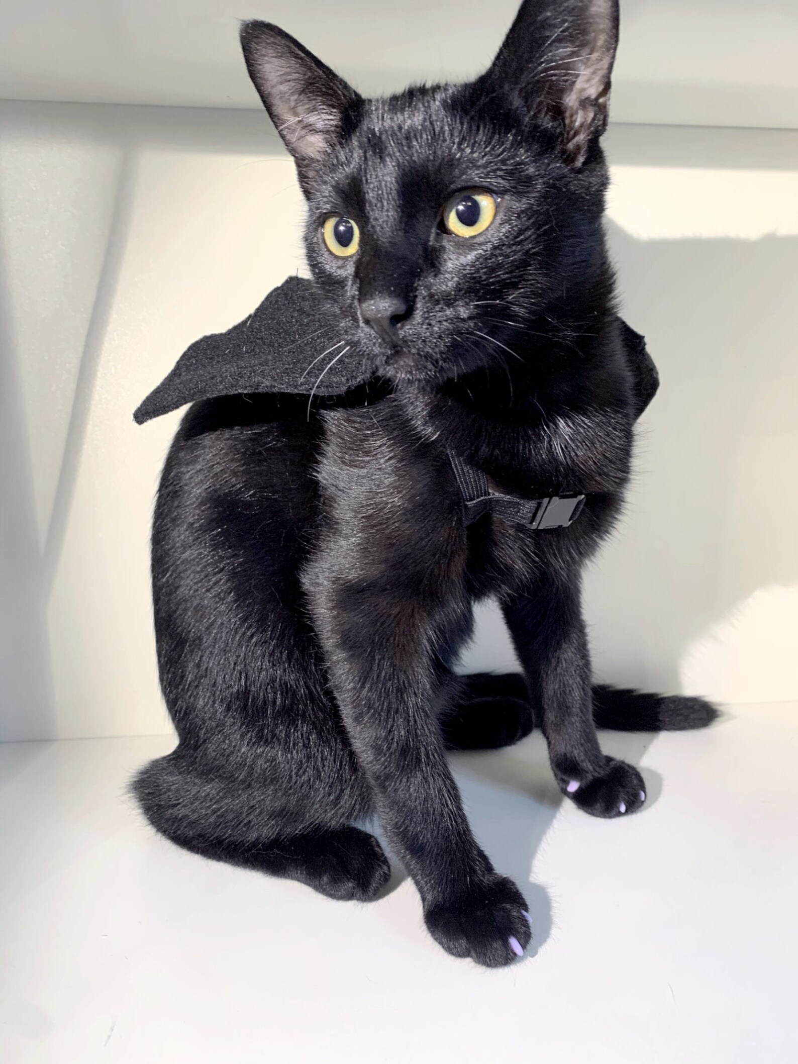 Cat Bat Wing Costume Cat Apparel / Clothing Pet - Etsy