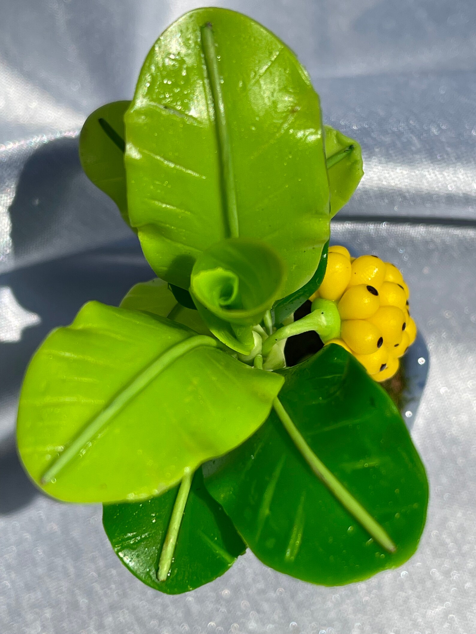 Miniature Banana Tree Sculpture in a Blue and White Glazed - Etsy