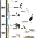 What's Your Temperature A Comparison Chart of Various Animal ...