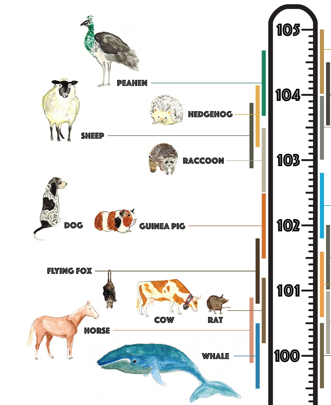 What's Your Temperature A Comparison Chart of Various Animal ...
