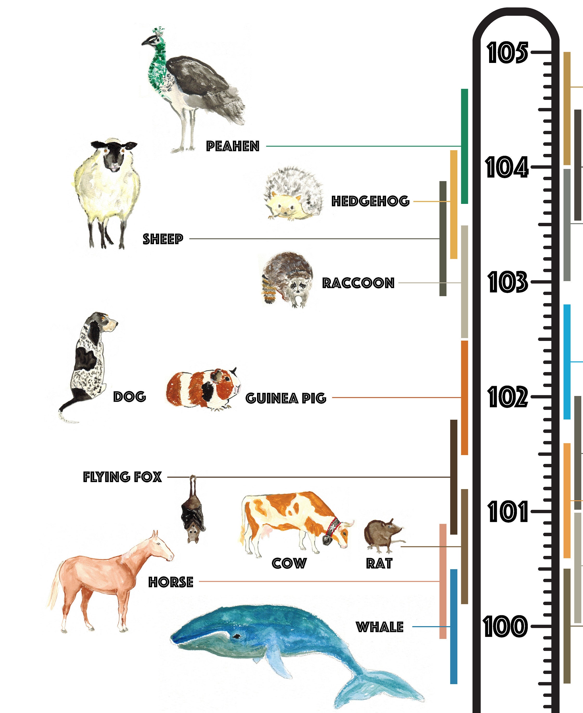 What's Your Temperature A Comparison Chart of Various Animal ...