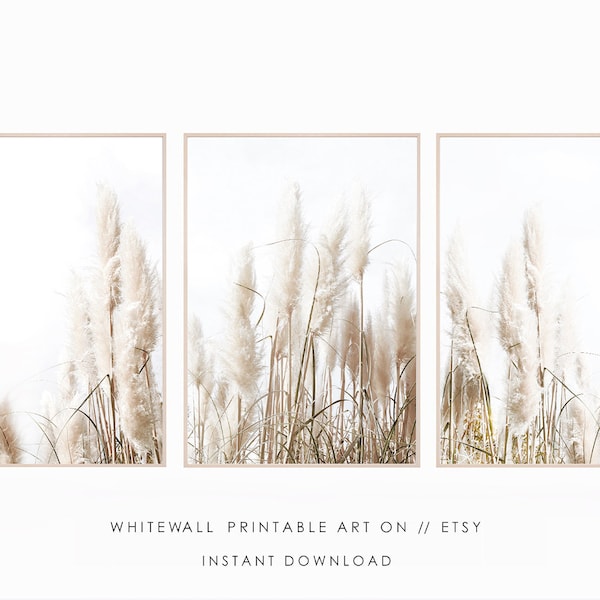 Pampas Grass Plant - Etsy