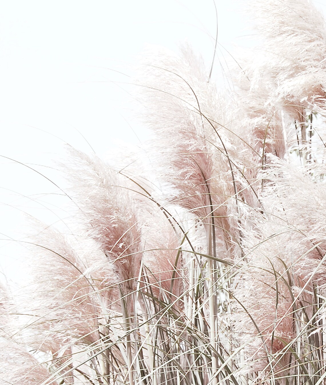 Set of 2 Printspampas Grass Decor Print Printable Wall - Etsy UK