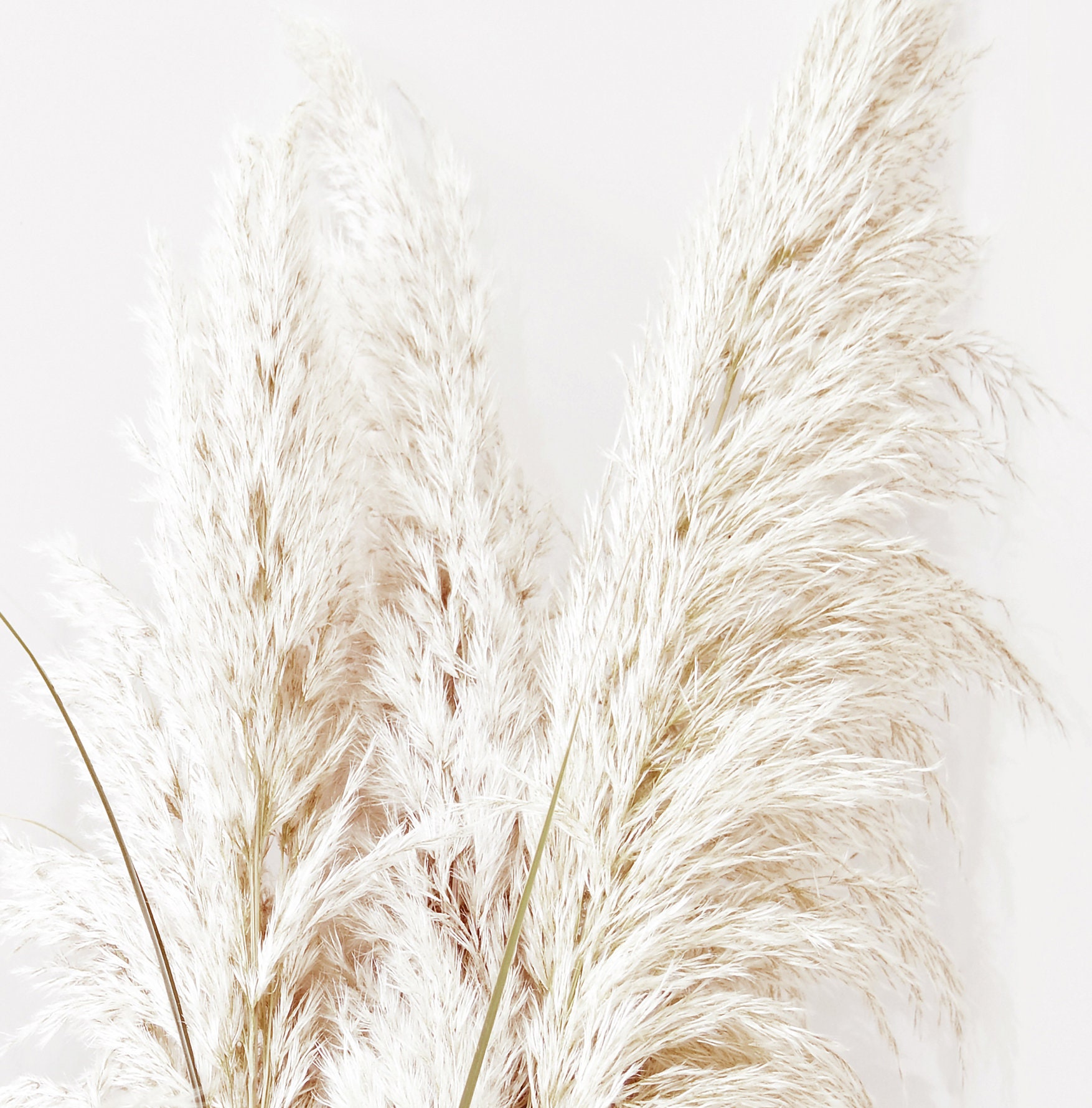 Pampas Grass Print Neutral Printable Art Pampas Grass Art - Etsy