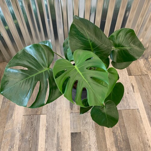 Philodendron monstera Deliciosa 4 Pot - Etsy