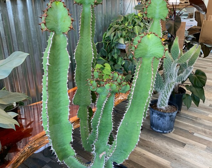 Euphorbia Elgins, Euphorbia Chocolate Drop - Armed Euphorbia Cactus ...