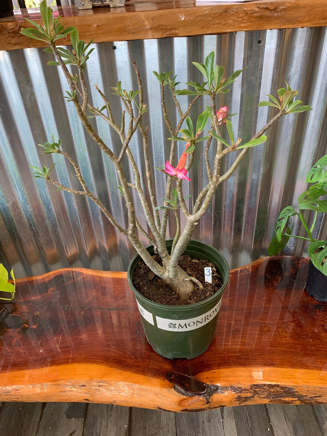 Desert Rose Adenium Obesum Bonsai Exact Plants Pictured Etsy
