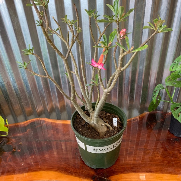 Desert Rose Bonsai - Etsy