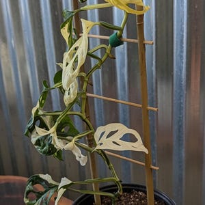 Ladder Indoor Plant Bamboo Trellis / 17 Tall / 3.9 Wide Wood House ...