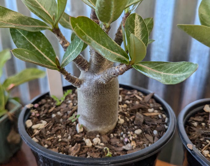 Rare Adenium Arabicum Pink Flowers Extremely Big and Fat Caudex ...