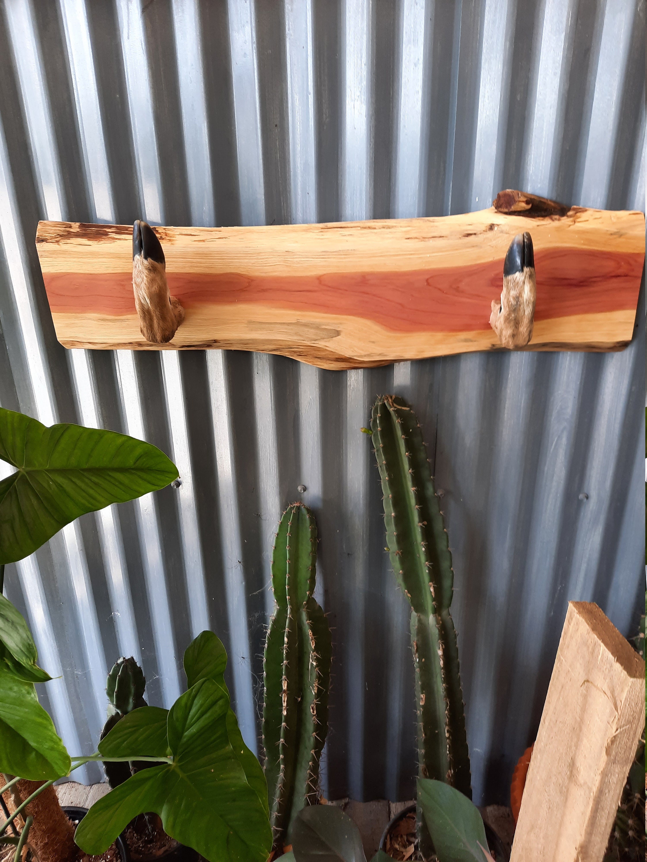 Deer Hoof Foot Feet Gun Rack on Beautifully Finished Live Edge | Etsy