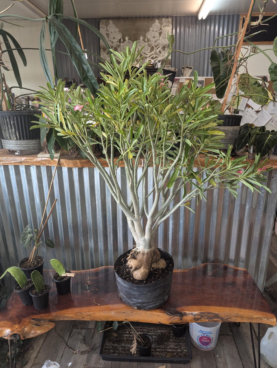 Desert Rose HUGE 9 Caudex 7 42 Tall, 36 Wide adenium Obesum PINK Flower ...