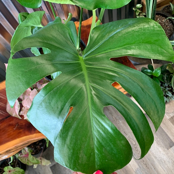 Giant Monstera - Etsy