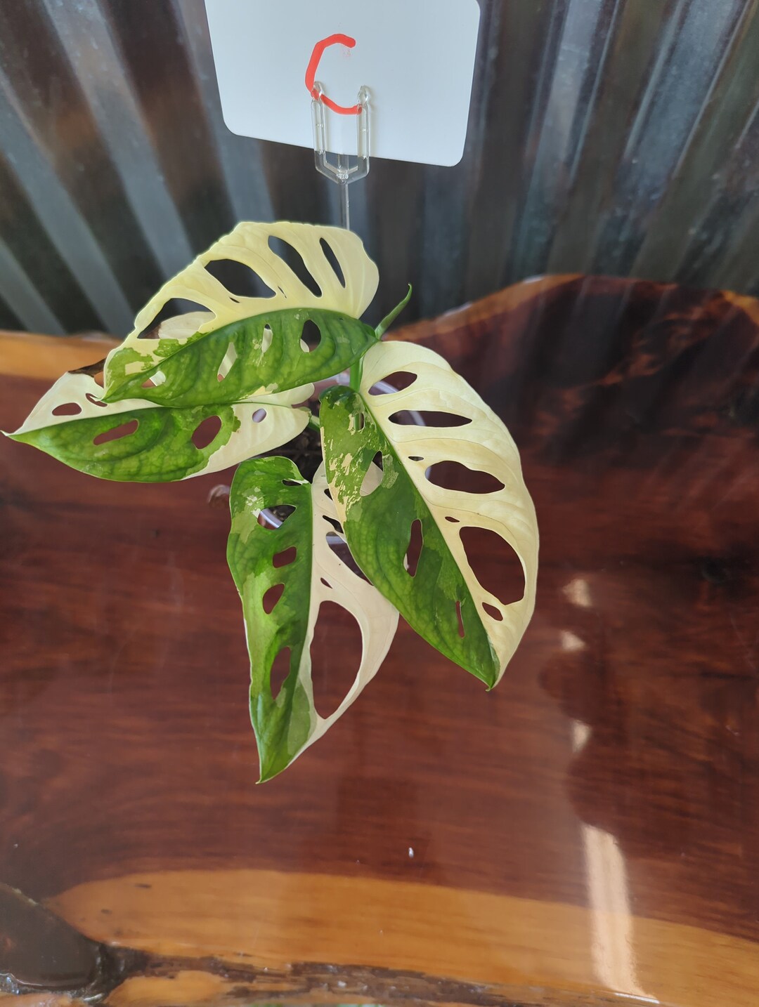 Variegated Adansonii Albo Monstera Variegated Nicely Rooting. - Etsy