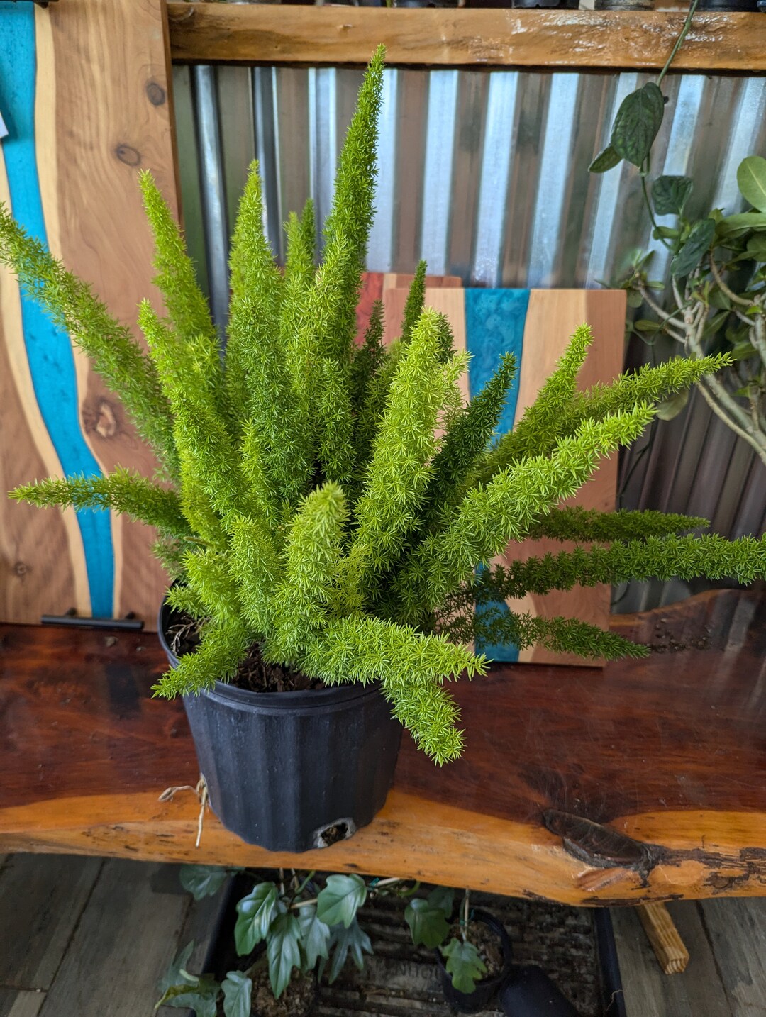 FOXTAIL FERN Huge /cat Tail Asparagus Tropical Drought Tolerant Unique ...