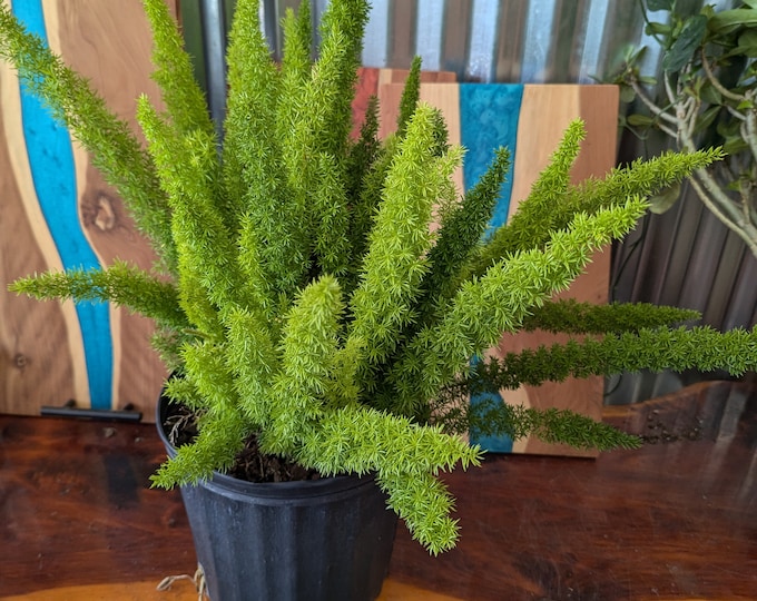 FOXTAIL FERN Huge /cat Tail Asparagus Tropical Drought Tolerant Unique ...