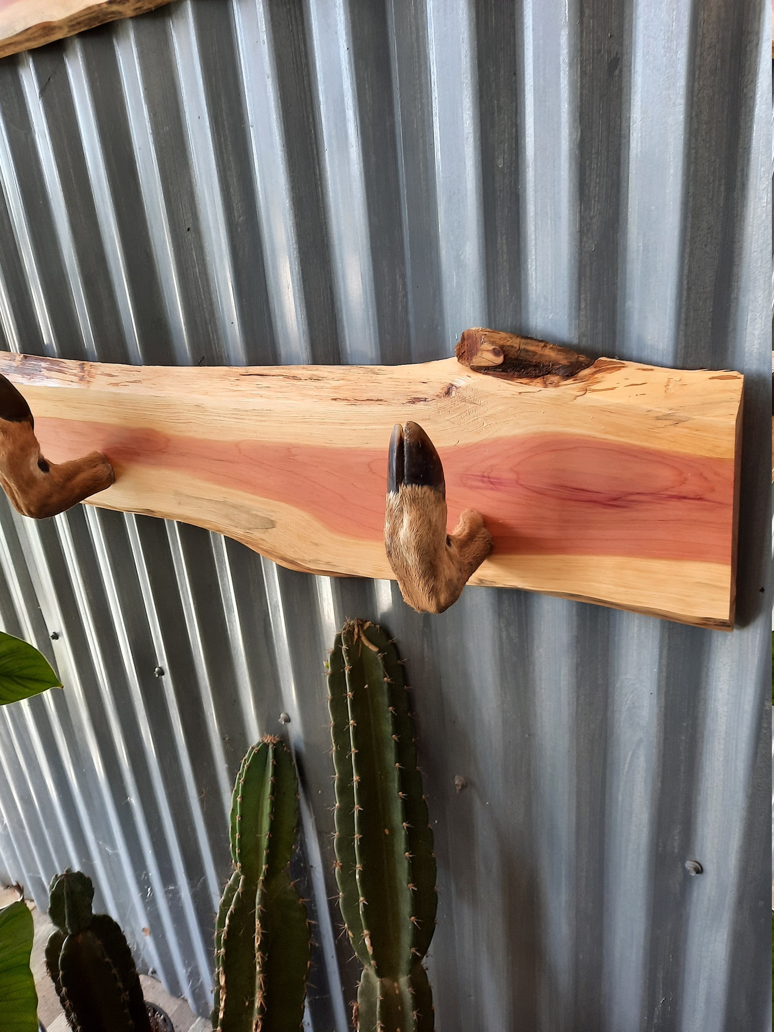 Deer Hoof Foot Feet Gun Rack on Beautifully Finished Live Edge - Etsy