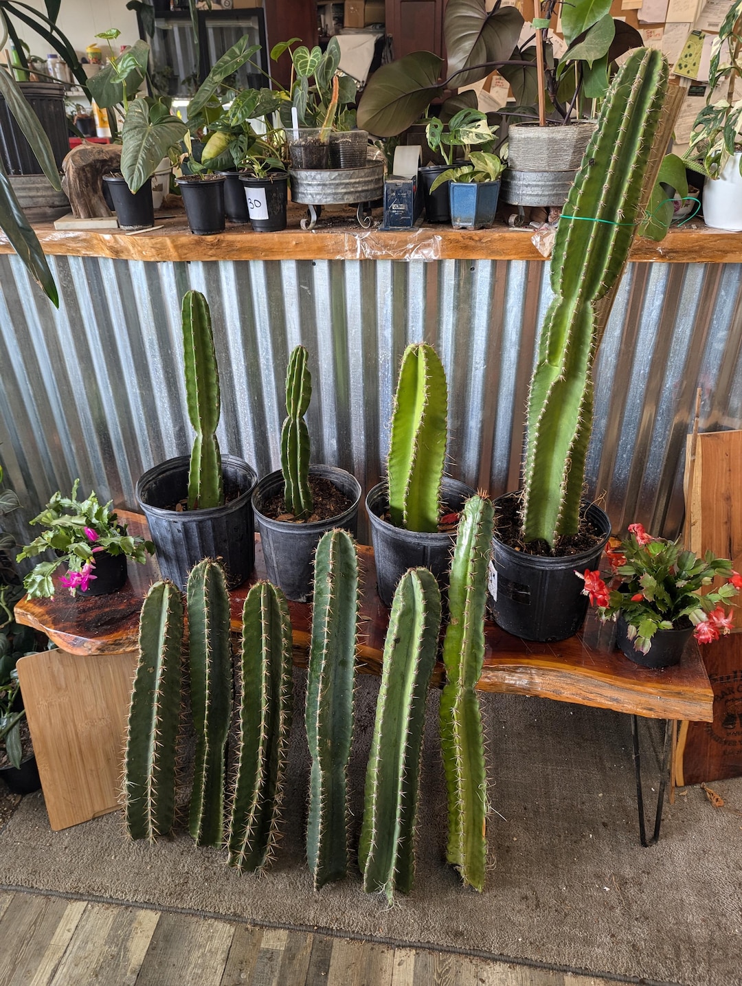 Apple Cactus Peruvian - Cereus Repandus ROOTED and CUTTING - Etsy