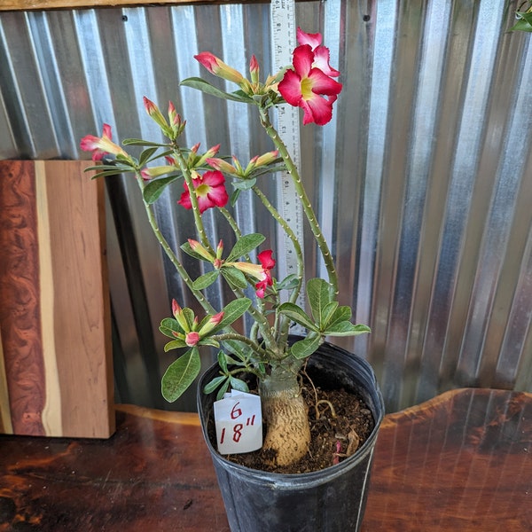 Desert Rose Bonsai - Etsy